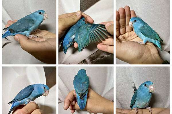 Parrotlet American Turquoise Female