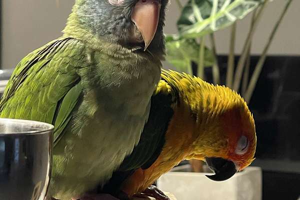 Blue Crowned & Sun Conure Bonded Pair 2 y/o