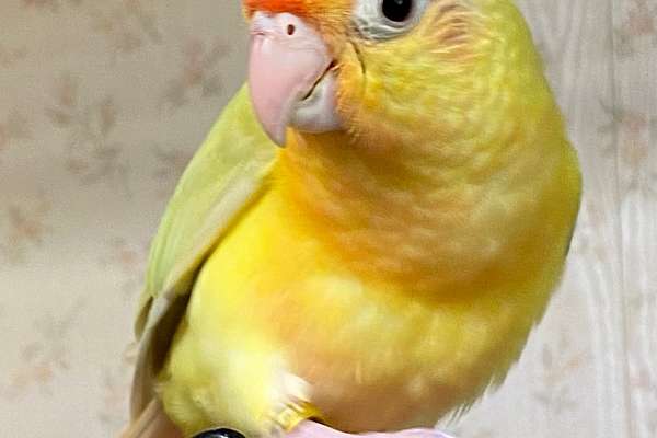 Green cheek conure, Dominate Red moon cheek