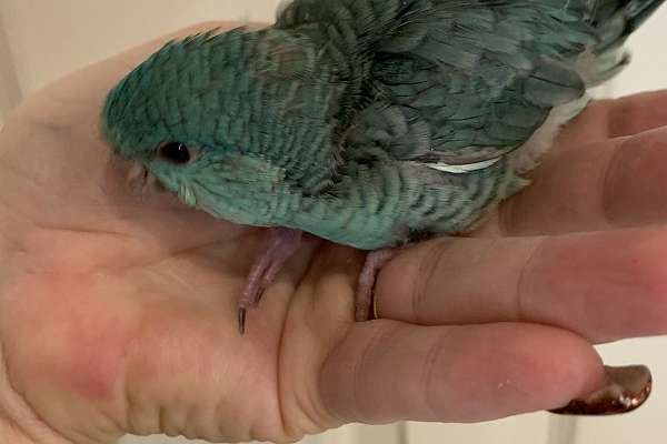 Lineolated parakeet babies.