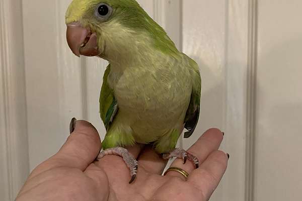 Green opaline Quakers