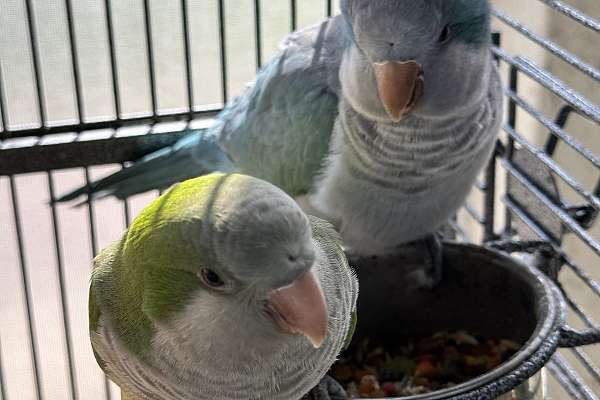 Quaker parrot for sale