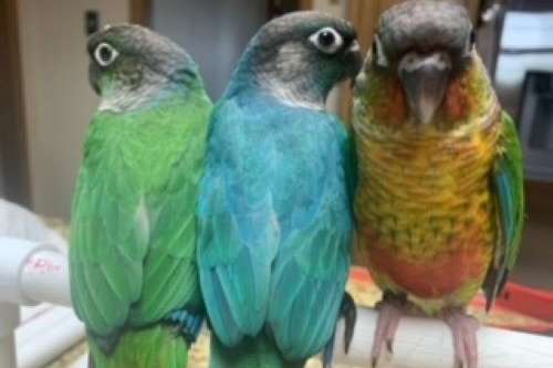 Conures: Green Cheek Handfed Babies