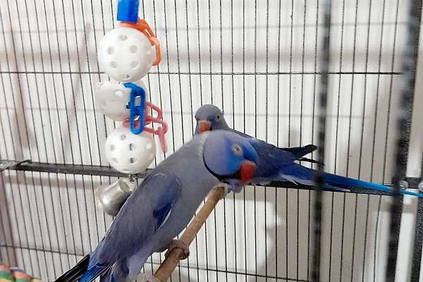 Indian Ringnecks