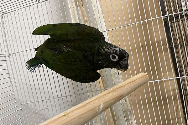 Female Maximilian Pionus parrot - pending pick up