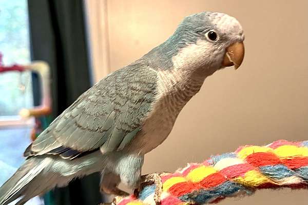 Blue Quaker Parrot