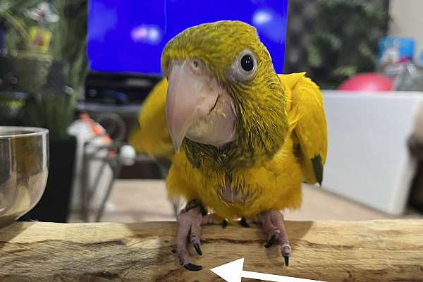 Beautiful Baby female golden conure / queen of Bavaria