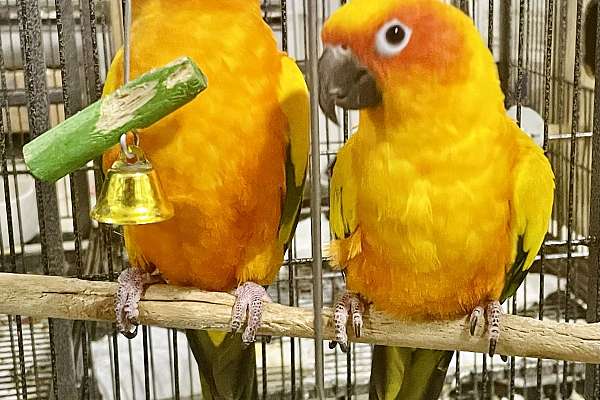 Conure Breeder going out of business Proven pairs babies