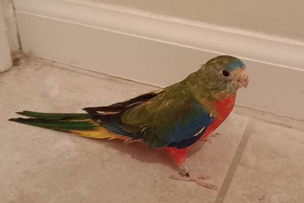 Female Turquoisine Grasskeet