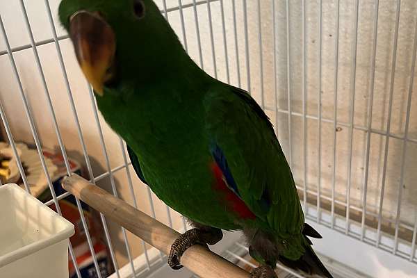 Male Eclectus