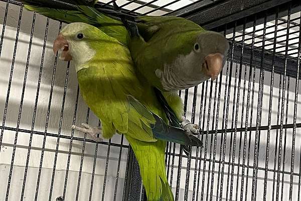 Breeding pair of Quakers