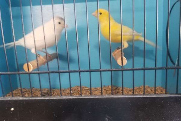 Canaries Spanish Timbrado , Fife Fancy and red factor