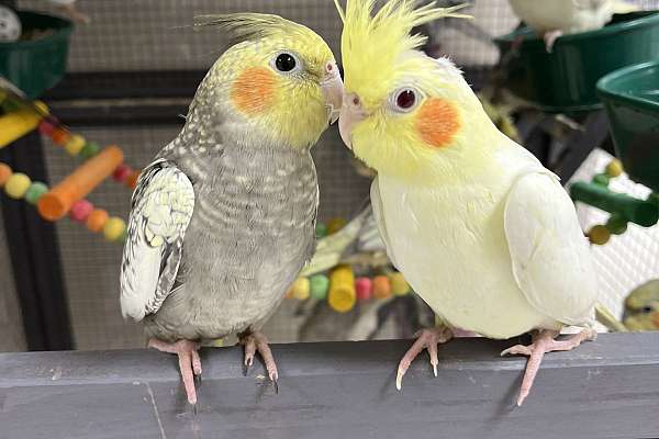 Cockatiels