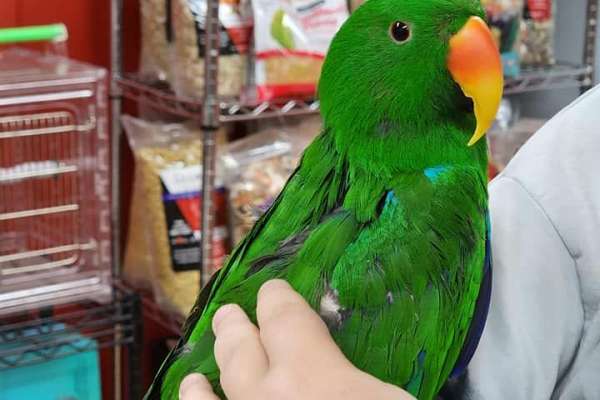 We have Beautiful Eclectus available!