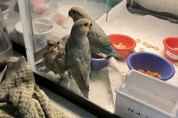 Lovebird - Peach Face Sea Foam Blue (in the Midwest) - New Babies