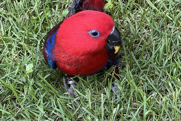 Hand fed eclectus-Indiana