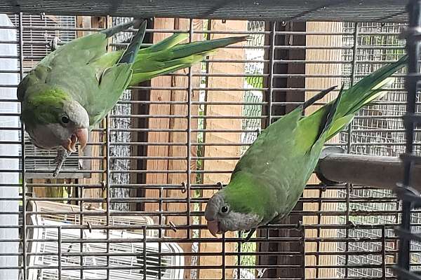 Proven Green quaker pairs