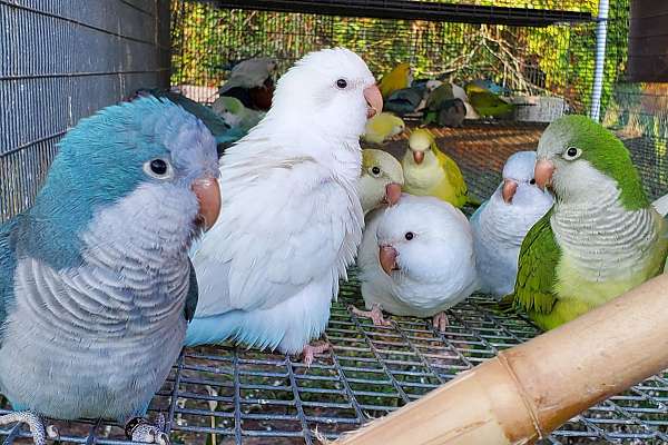 Stunning Mutation Quaker Breeder Flock