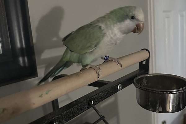 Quaker male and female