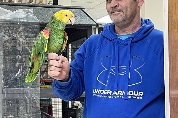 Double Yellow Head Amazon