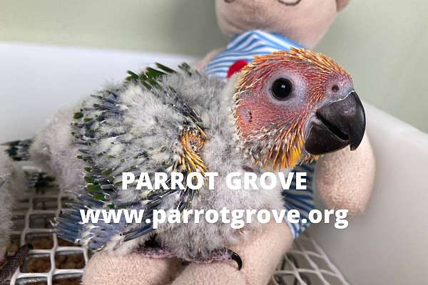 Sun conure baby Hand reared in a family home