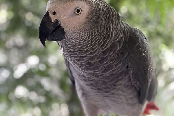 7 year old Congo African Grey