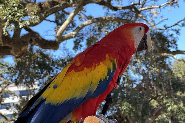 Scarlet Macaw