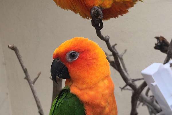Jenday/sun conure