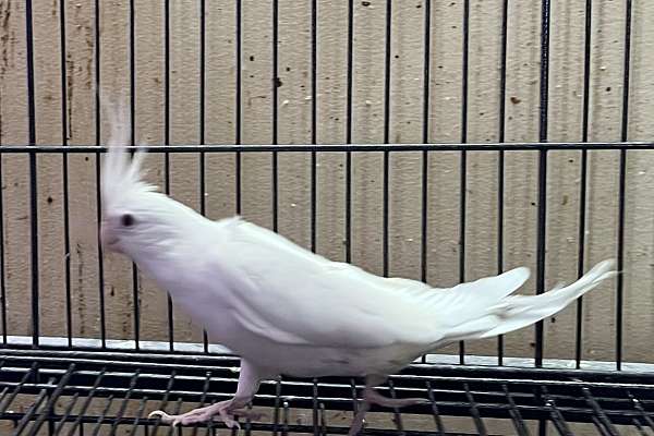 Beautiful male white albino cockatiel