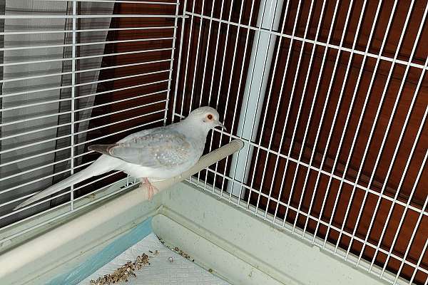 Diamond Dove white tail