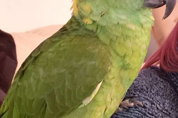 Yellow Naped Amazon