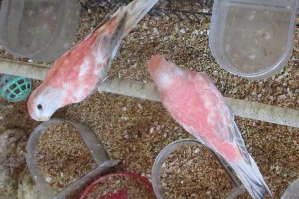 Opaline Fallow Bourke Parakeets