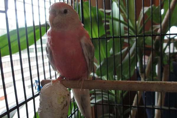 Male Bourke's Parakeet, Rare Opaline Fallow
