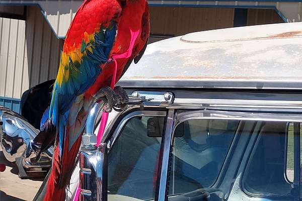 3 Year old Ruby Macaw