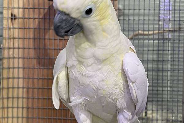 10 year old male triton sulphur crested cockatoo