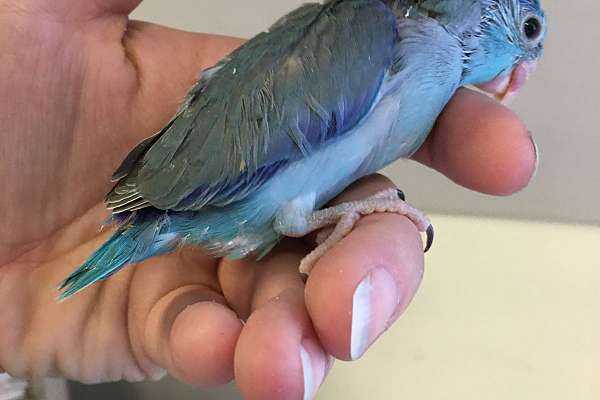 Baby Parrotlet - Reserved