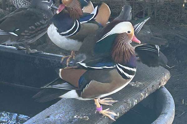 Mandarin ducks
