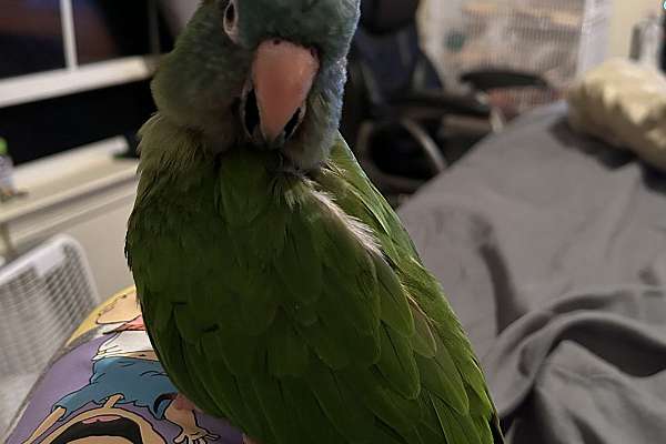 Blue crown conure
