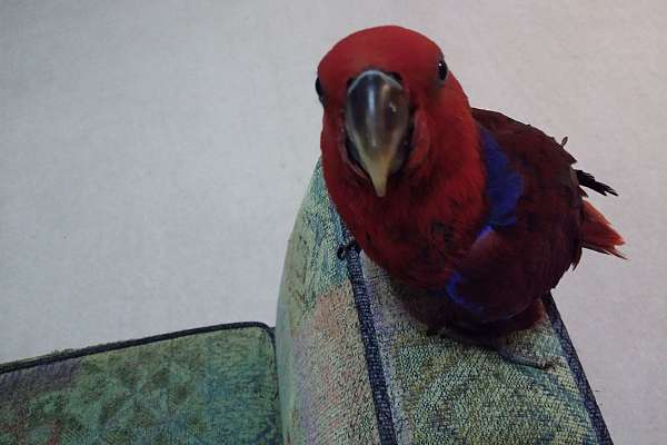 Female eclectus bird