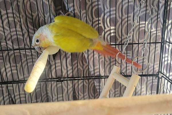 Young diluted conure