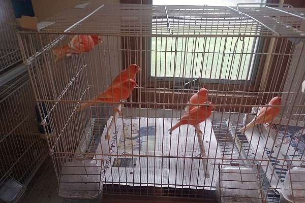 Red Factors ready for rehoming