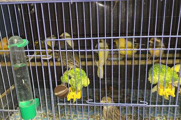 Canaries for sale
