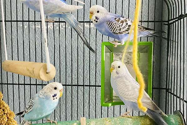 Parakeets Blue