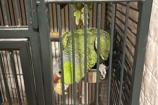 Red-lored Amazon Parrot