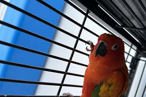 Male Sun Conure Redfactor with cage