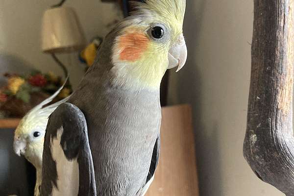Cockatiel-Grey
