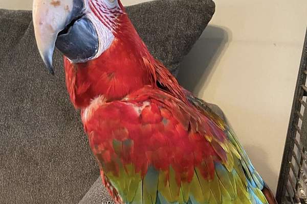 Green wing macaw