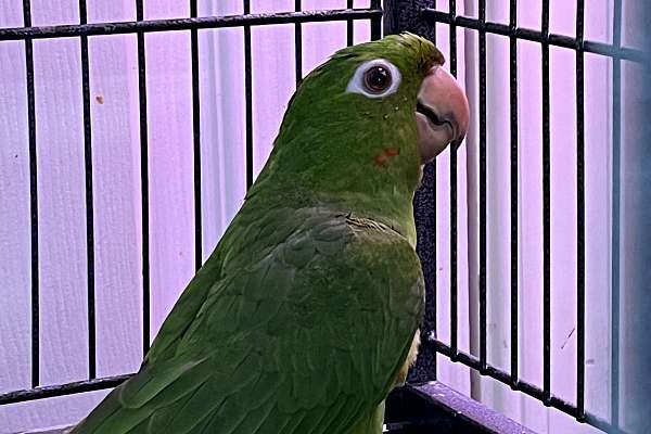 Beautiful young male cherry head conure