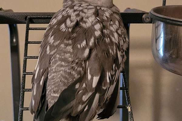 Female White Faced Pied Cockatiel