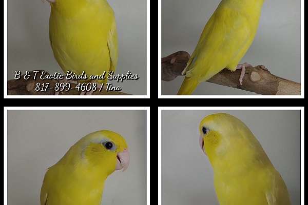 Light Pied Parrotlet